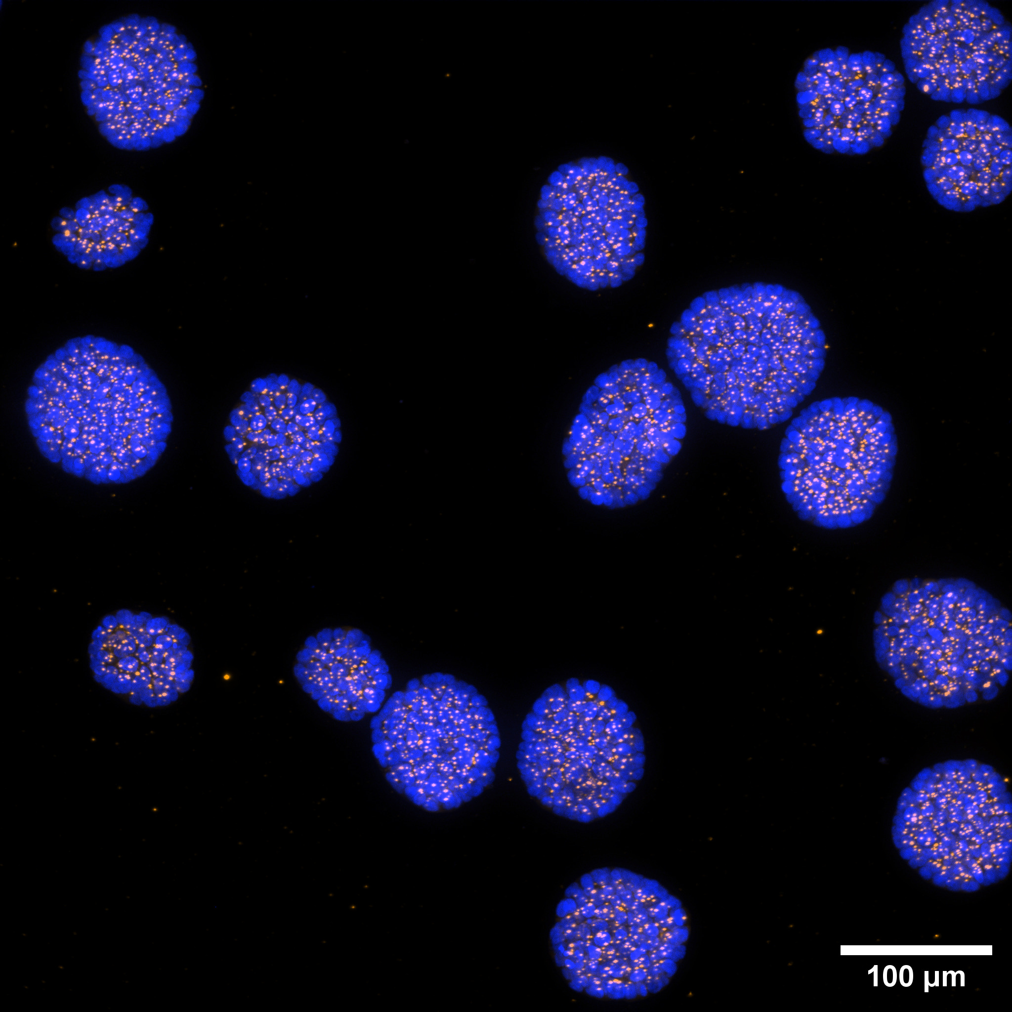 Unlocking the potential of CICERO spinning disk system: exploring ...